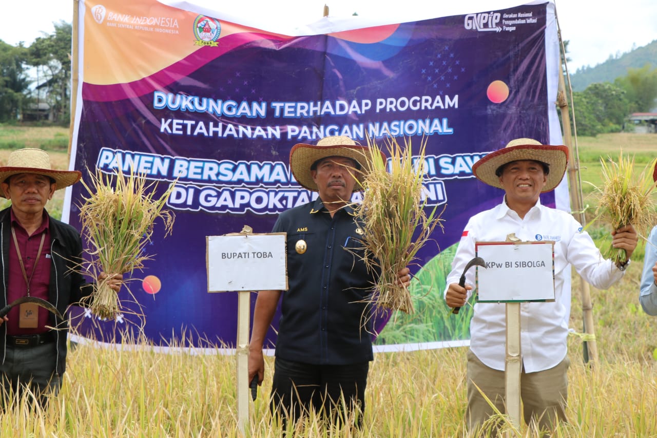Dukung Ketapang Nasional, Pemkab Toba dan BI Panen Bersama, Padi ...